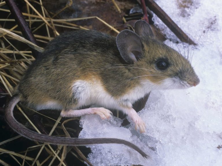 More than 50% of mice in Kentucky infected with Lyme bacteria - Daniel ...