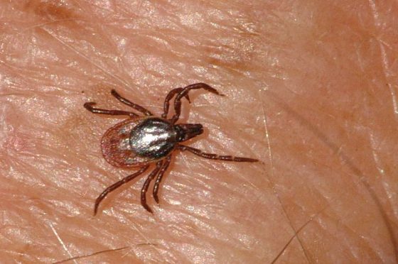 What blood type do ticks prefer? - Daniel Cameron, MD, MPH