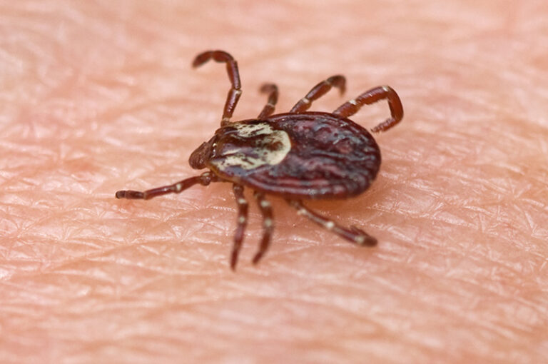 Types of Ticks and Related Diseases