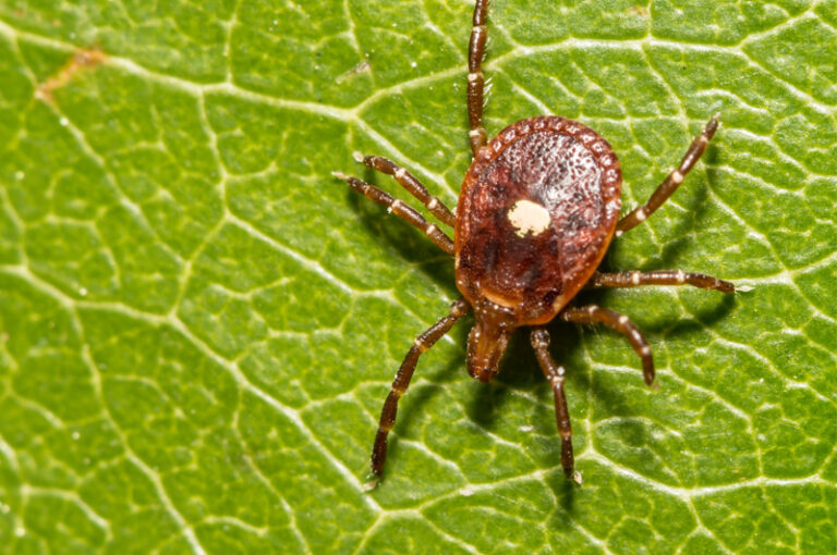 Types of Ticks and Related Diseases