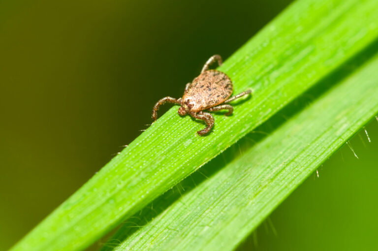 Types of Ticks and Related Diseases